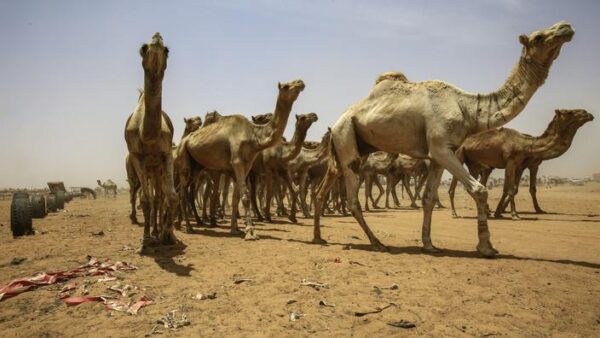 Will Australia solve Problem by killing 10,000 camels? - GSPSA